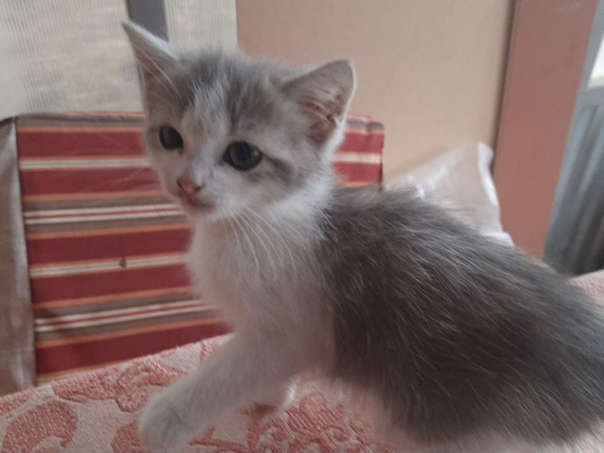 Кошечка