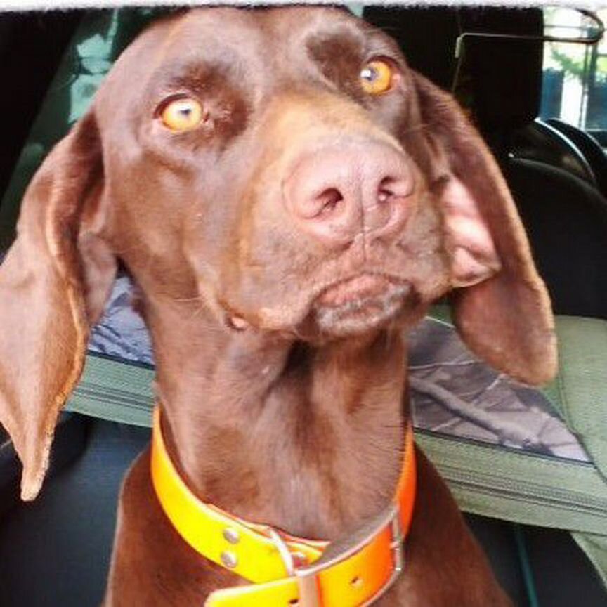 Щенки куртцхара