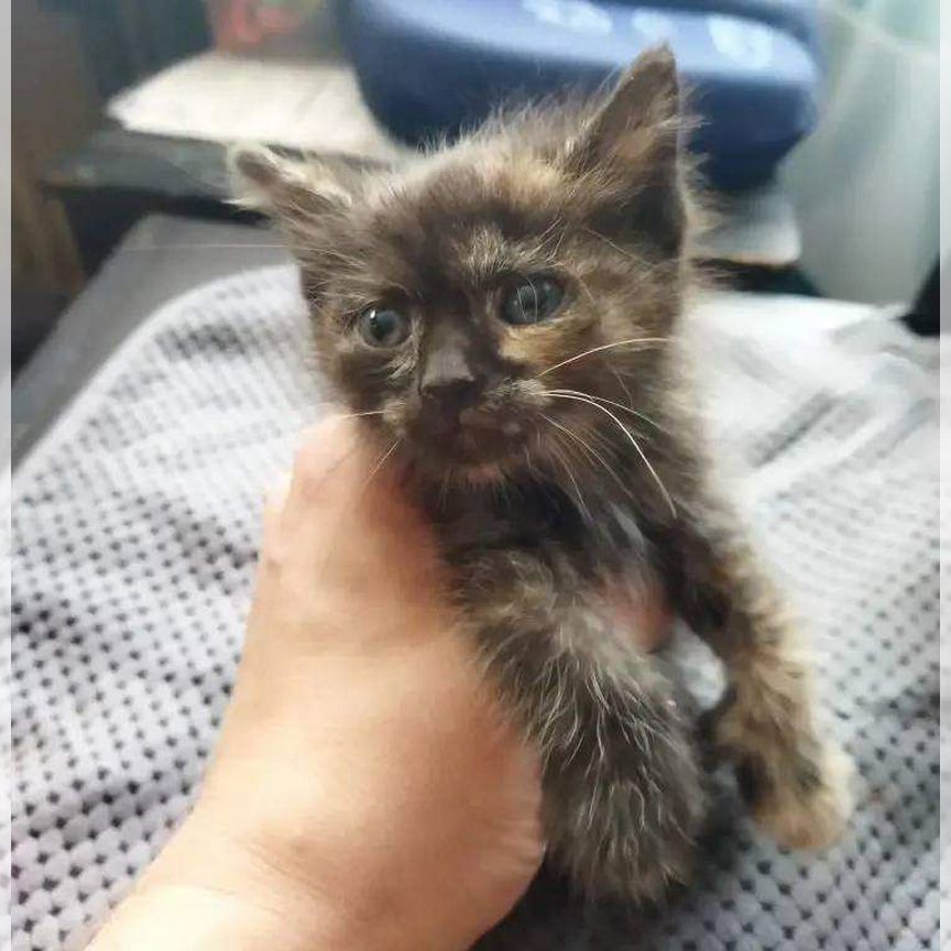 Котёнок в добрые руки