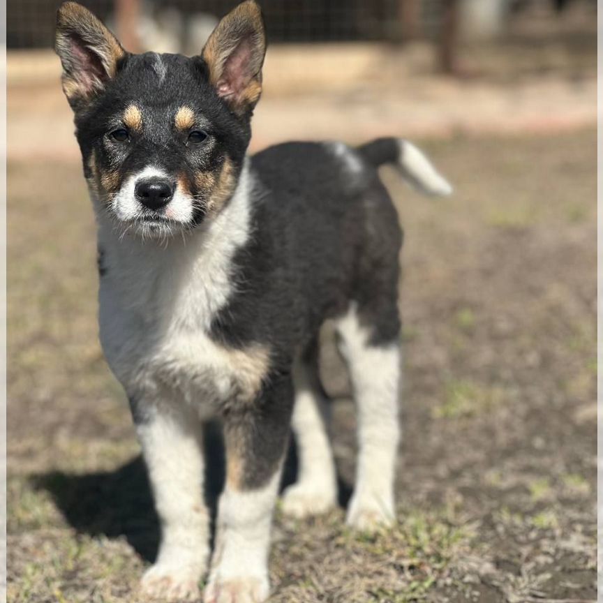 Щенок в добрые руки