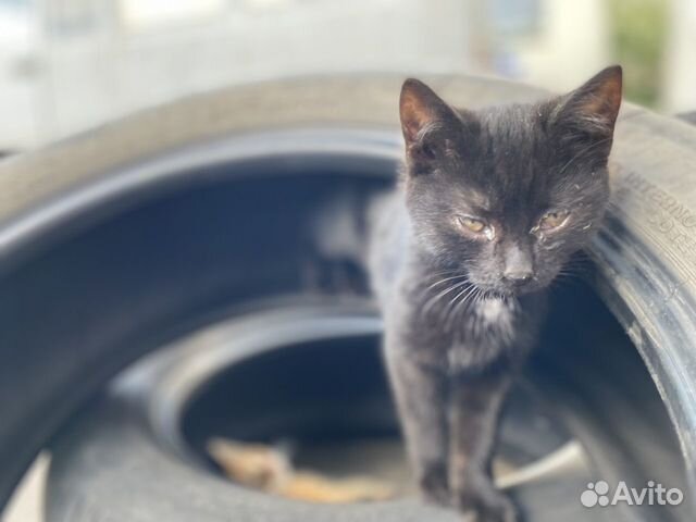 Котята