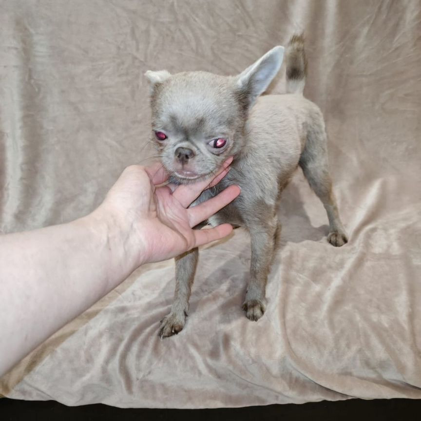 Чихуахуа кобель лилового окраса