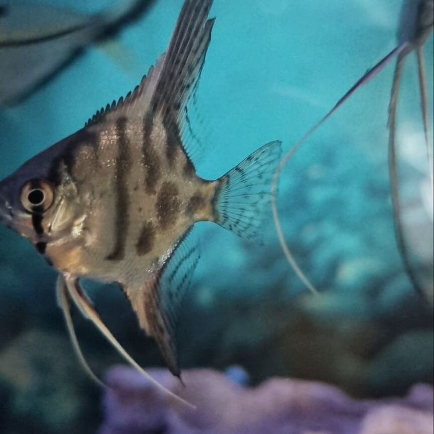 Скалярия Клоун