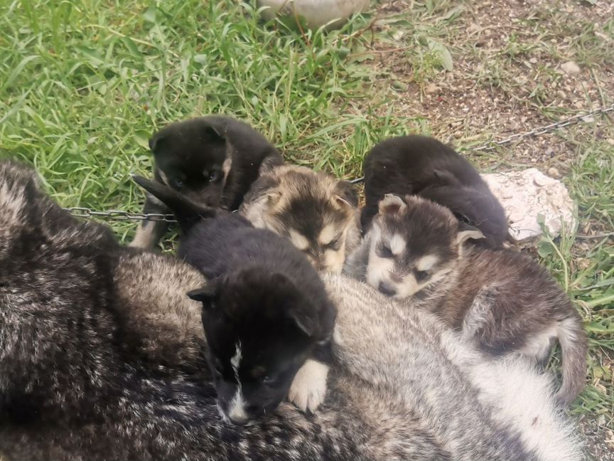 Щенки сибирской хаски