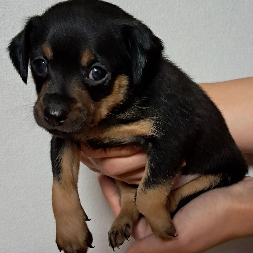 Русский той-терьер, щенок