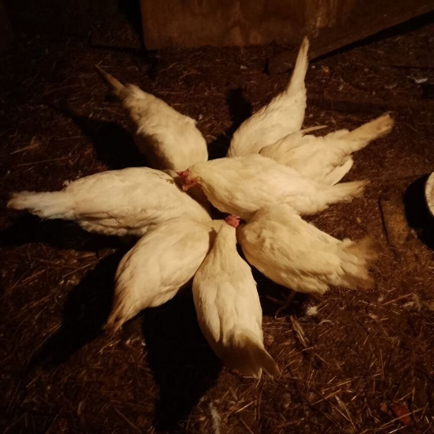 Куры несушки