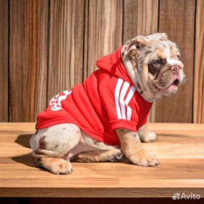 Собака,девочки редкого окраса