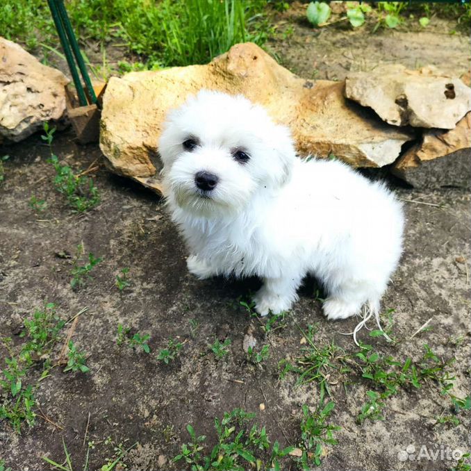 Мальтезе мальтийская болонка mini