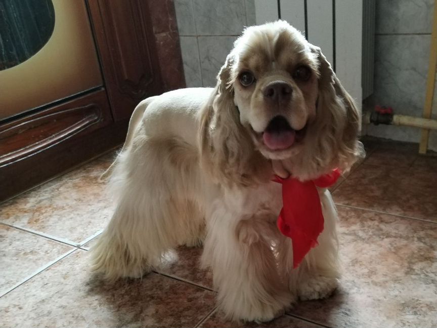 Симпатичный паренёк-американский кокерок