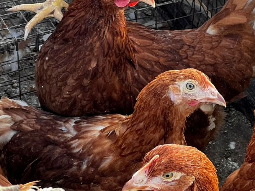 Куры несушки