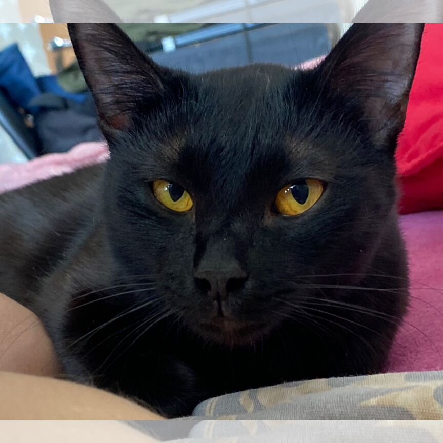 Взрослая кошка в добрые руки