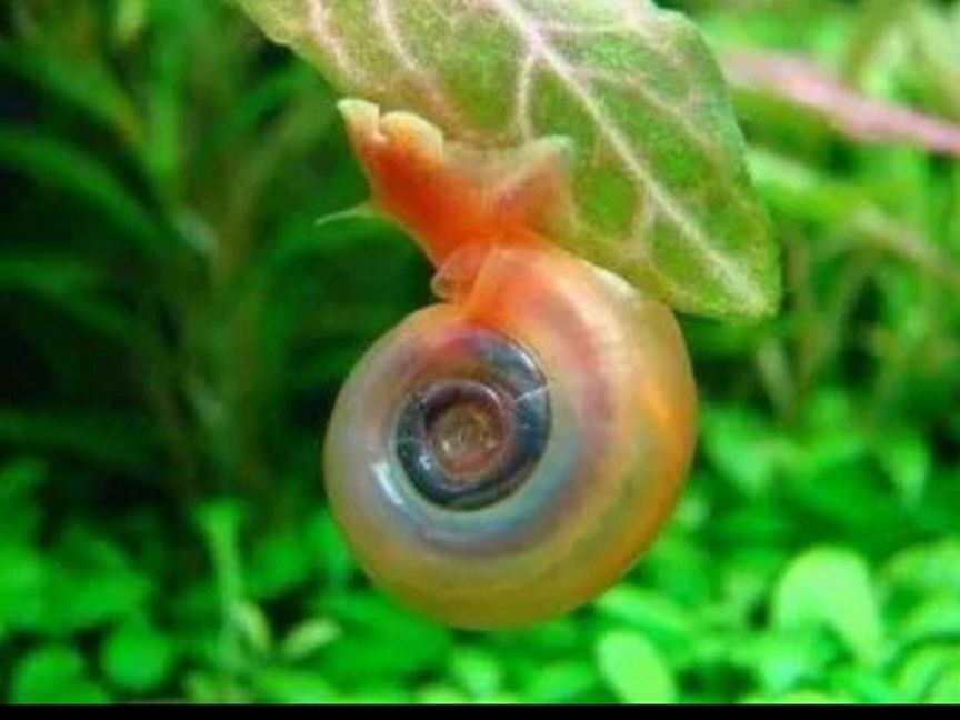 Катушка улитки