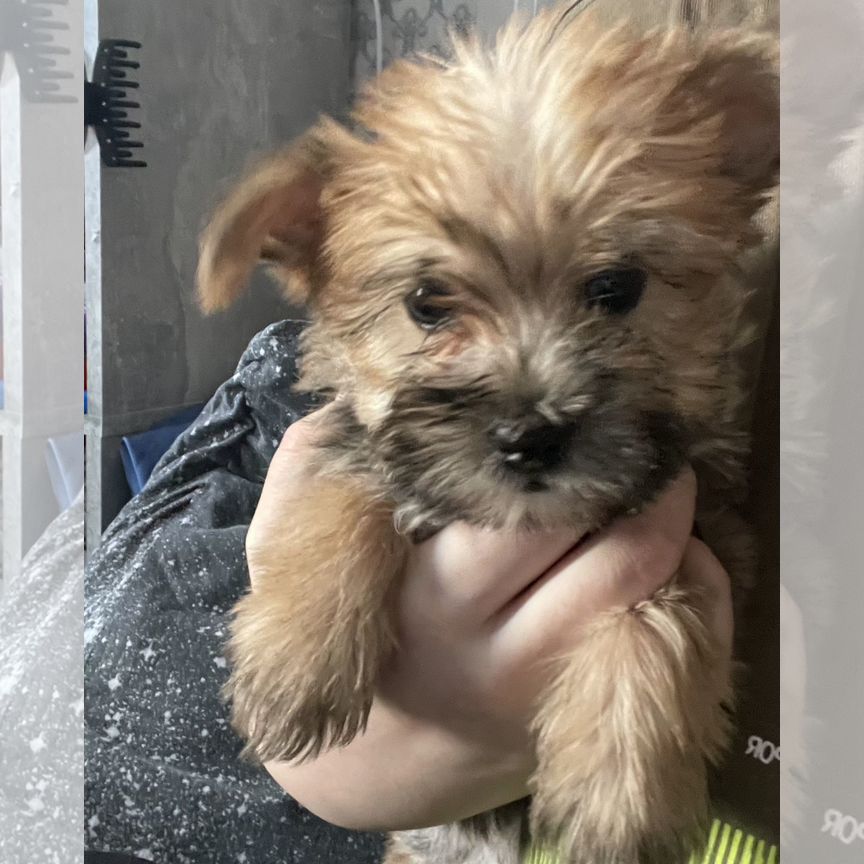 Йоркширский терьер, щенок