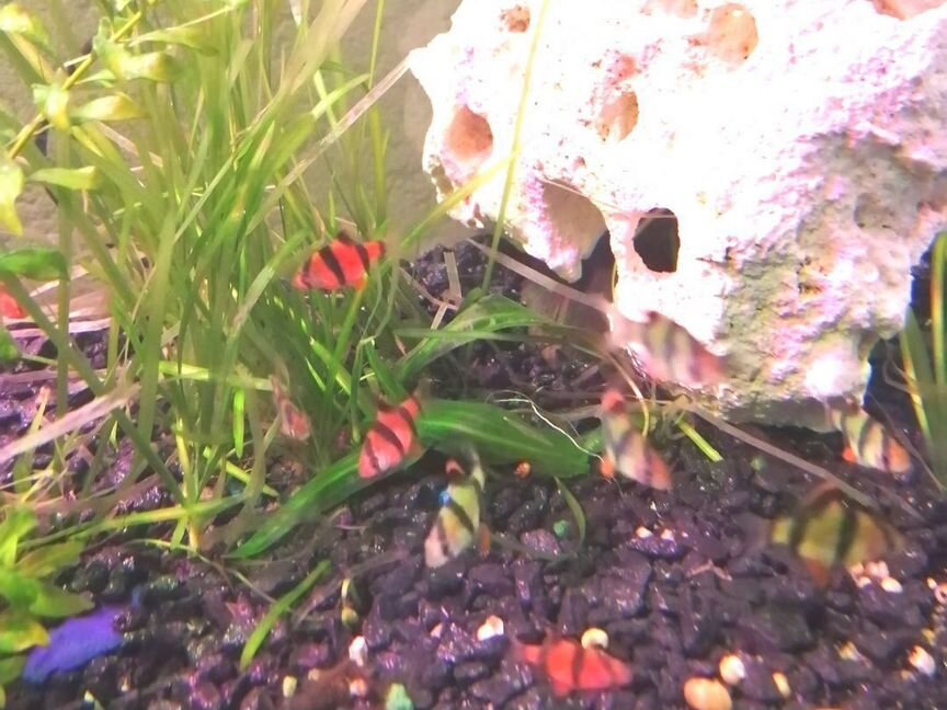 Для аквариумистов