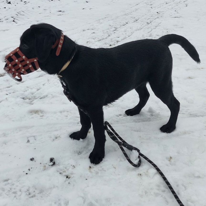 Лабрадор-ретривер, щенок