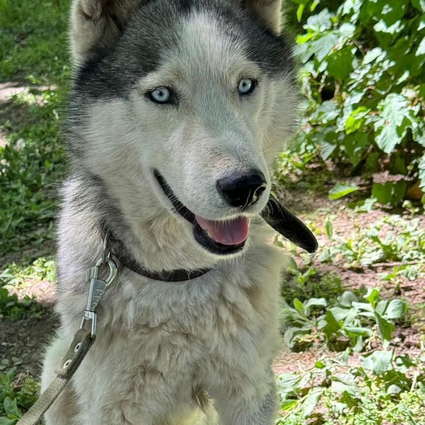 Хаски в добрые руки