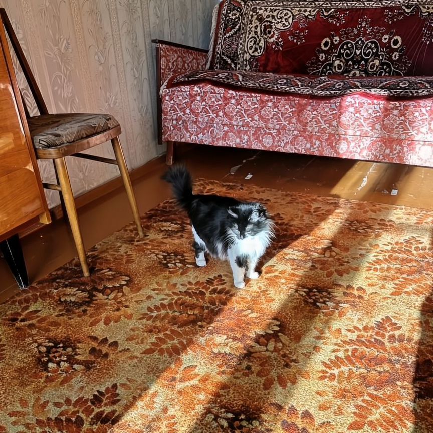 Взрослая, кошка в добрые руки