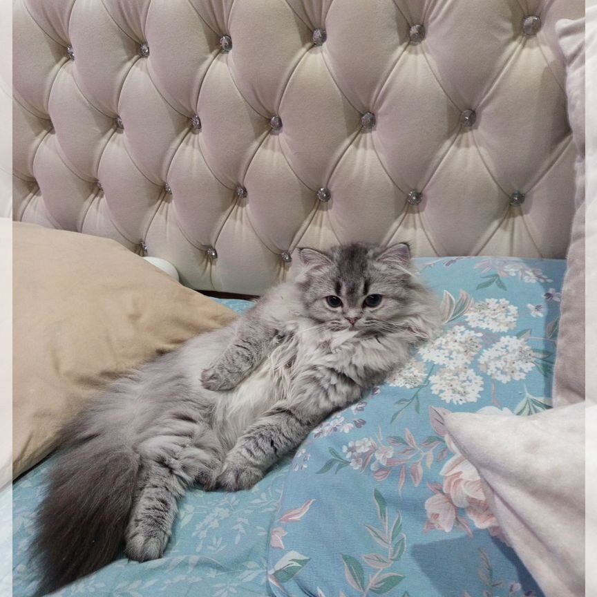 Шотландский прямоухий длинношёрстный котёнок