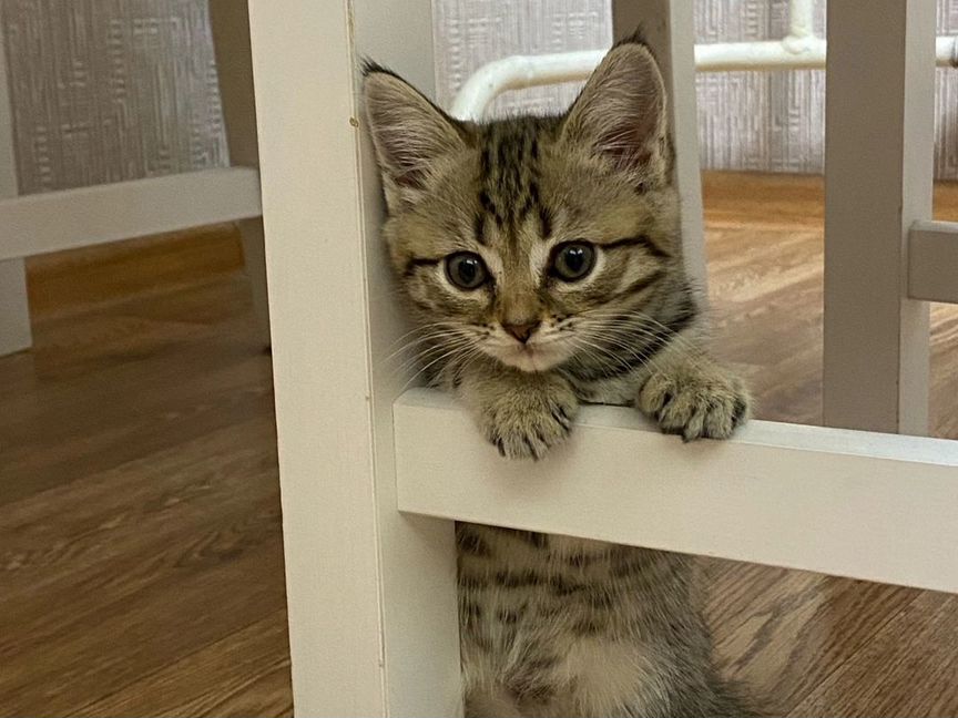 Кошка 1,5 месяца