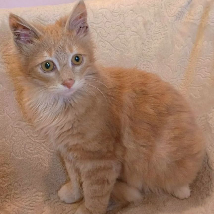 Котёнок мальчик в добрые руки
