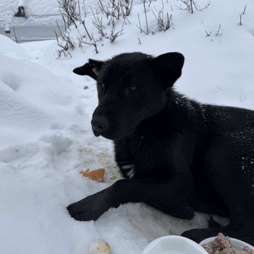 Собака черная с биркой, кобель