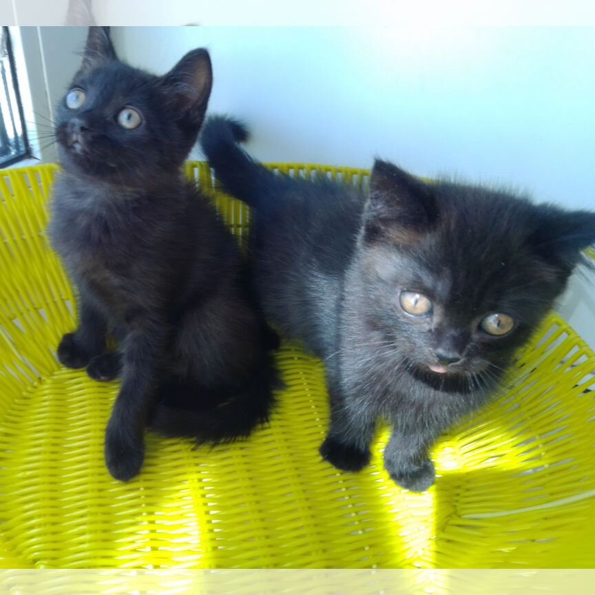 Koтят oтдaм 2м.pядoм c мeтpo Hapвckaя