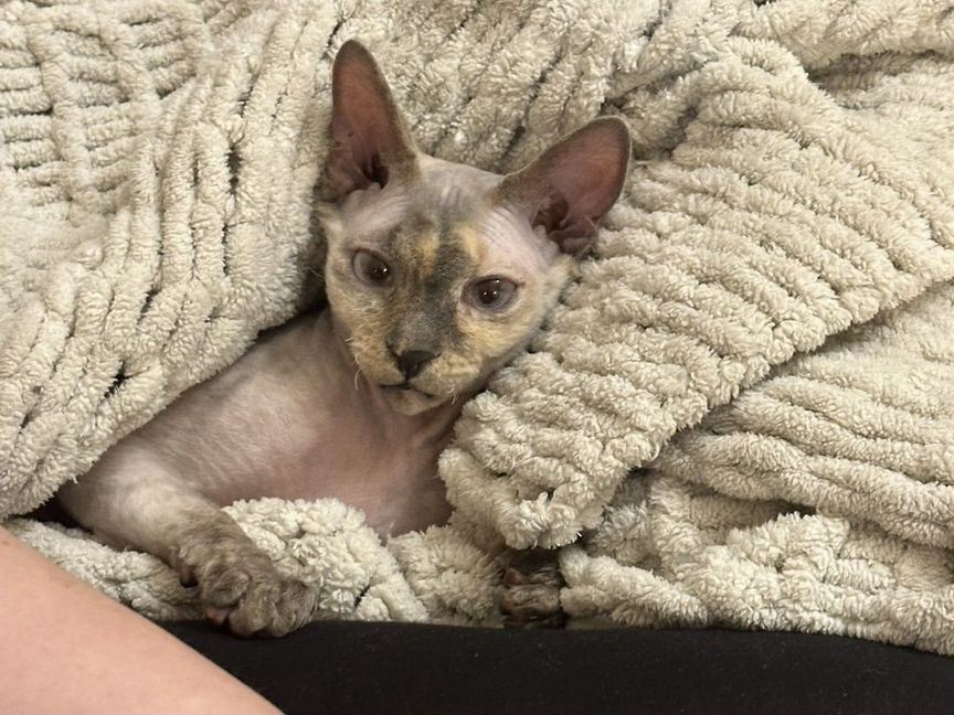 Кошка вязка