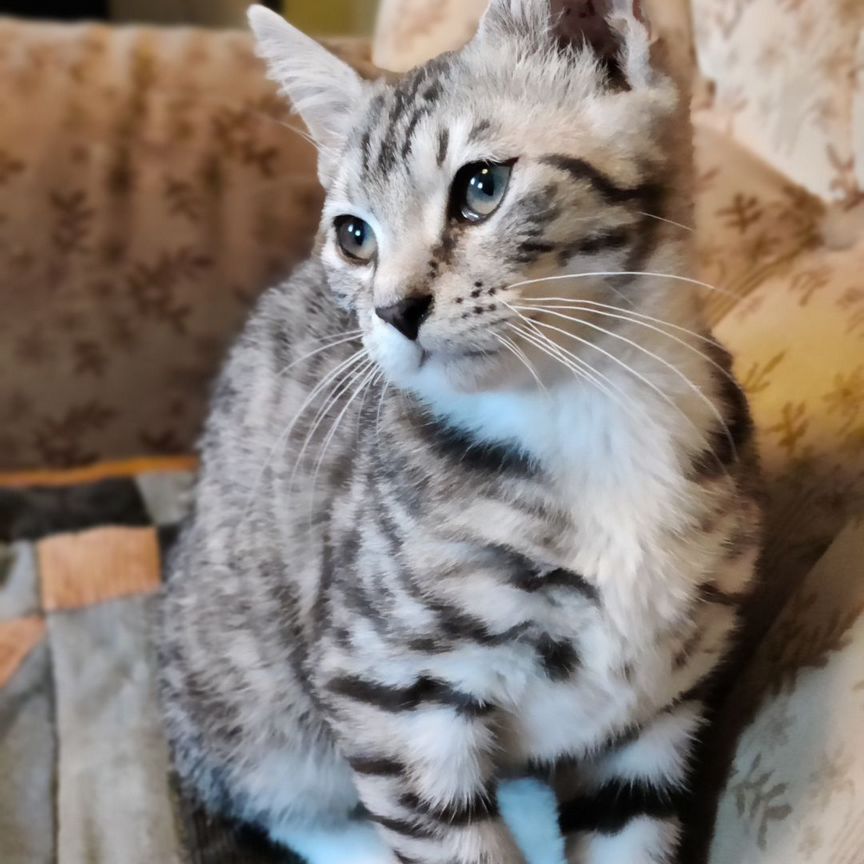 Котята в добрые руки бесплатно