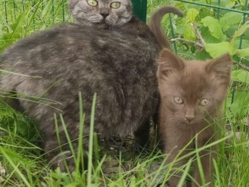 Котята в добрые руки