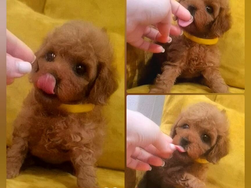 Мальтипу ред braun девочка