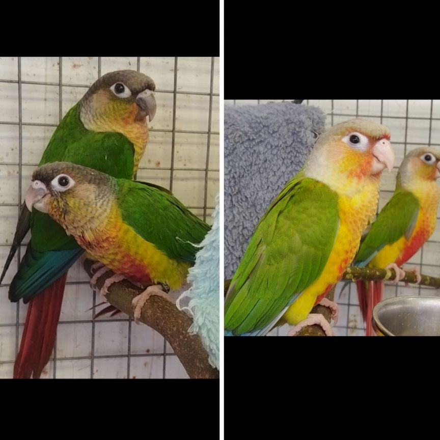 Попугайчики Пиррурчики Птенчики