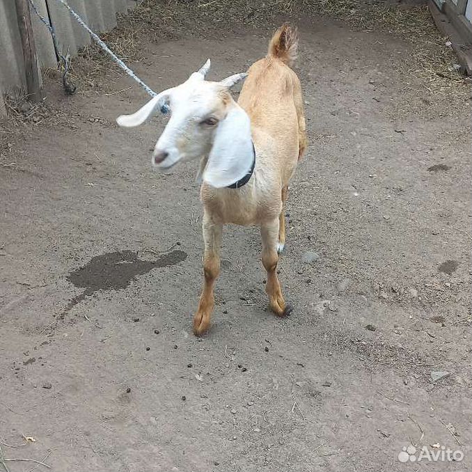 Продаётся козочка