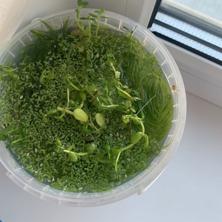 Аквариумное растение