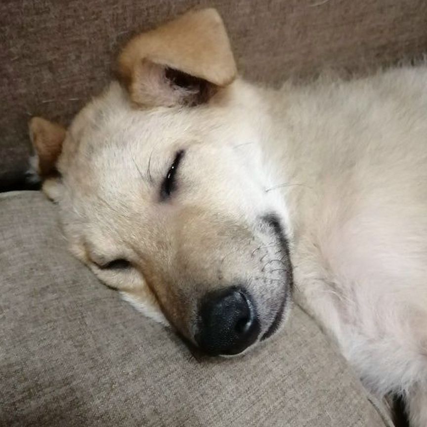 Щенок в добрые руки