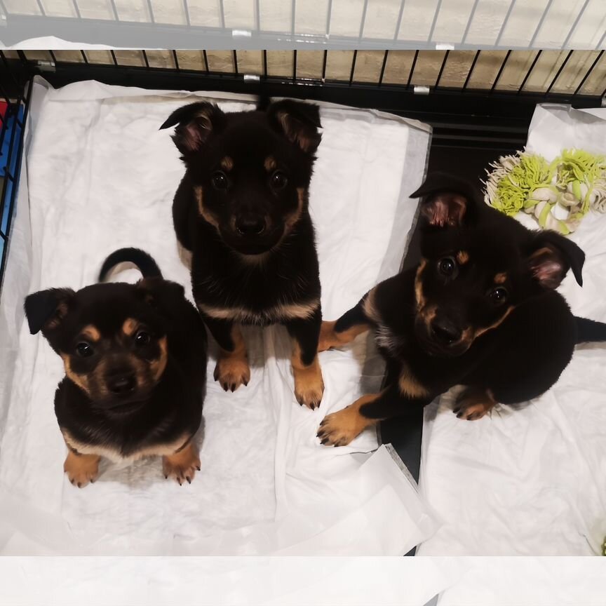 Щенок в добрые руки