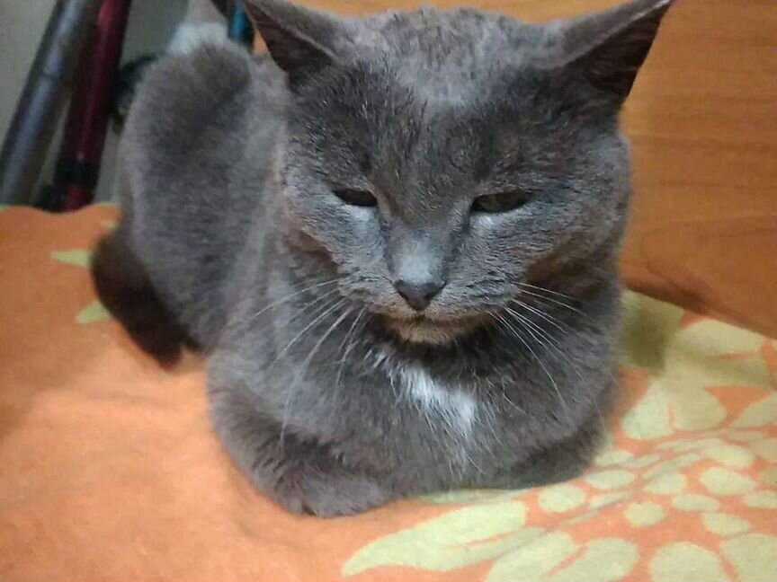 Супермышеловка, кошечка, около года