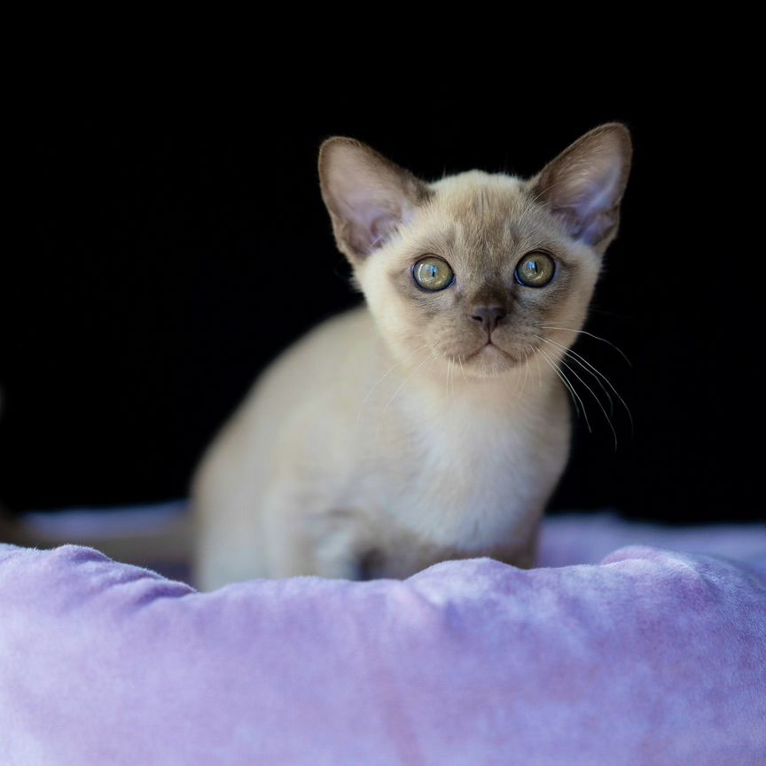 Бурманский котик