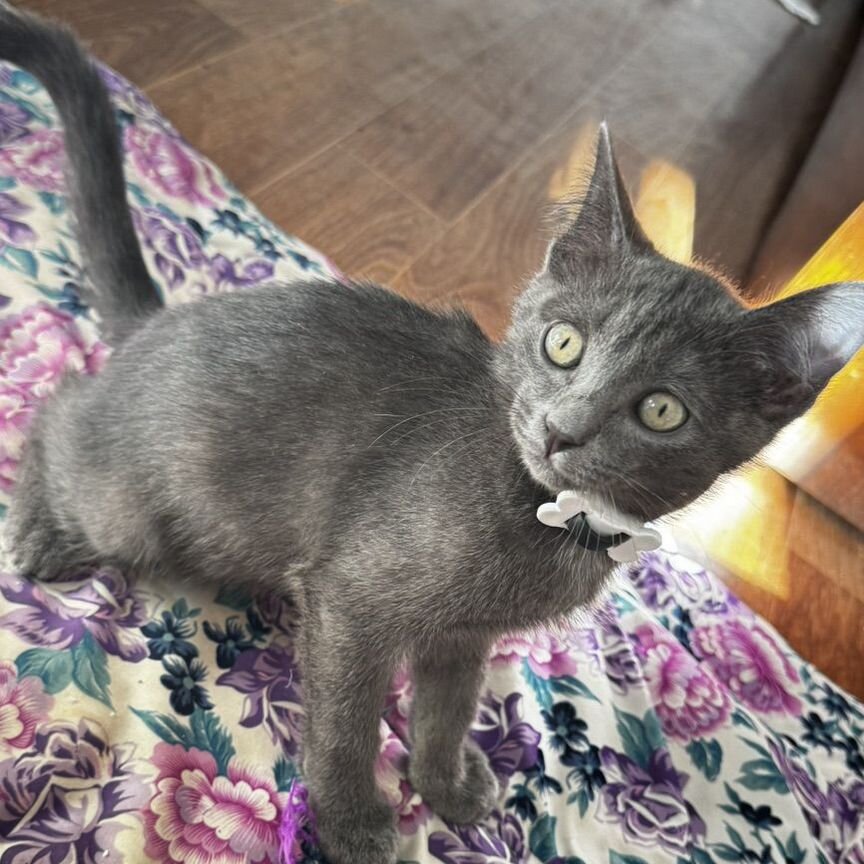 Котенок в добрые руки