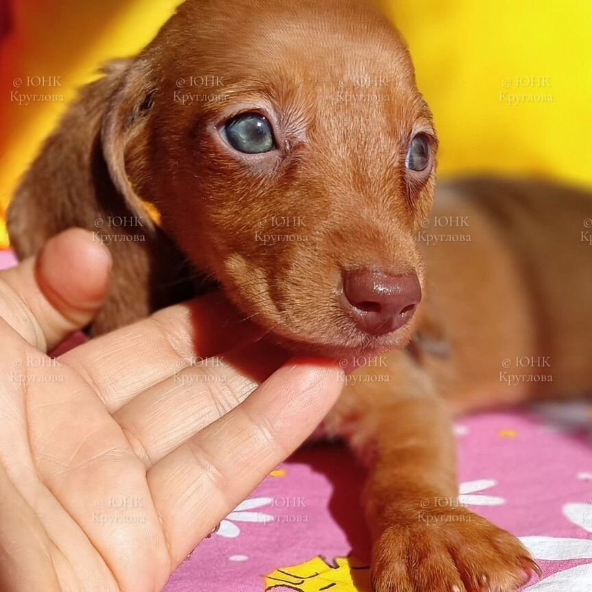 Эксклюзивные и невероятно редкие окрасы таксят