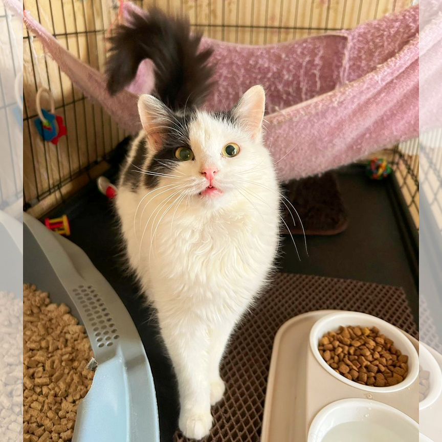 В добрые руки кошка. Стерилизована