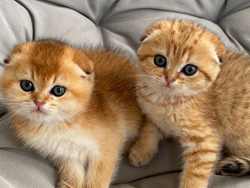Шотландские котята,окрас золотые шиншилы