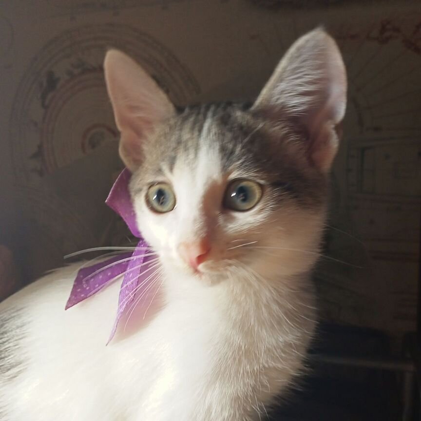Лучше всех котята ищут друзей