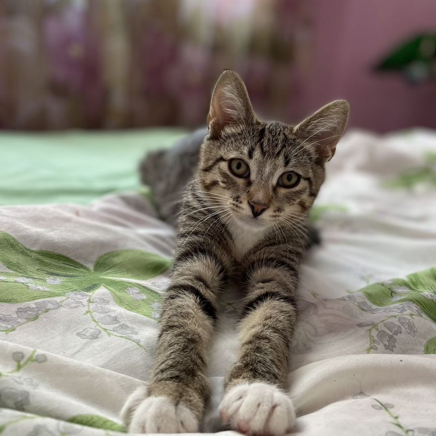 Хороший мальчик полосатик в надежные руки