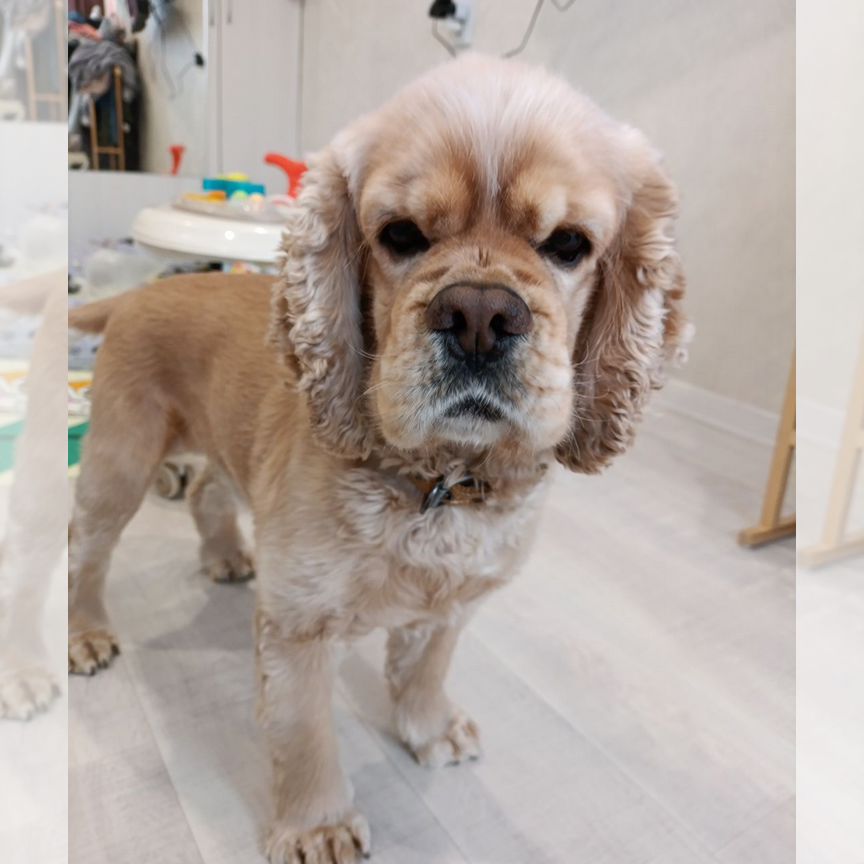 Американский кокер-спаниель, взрослый пёс