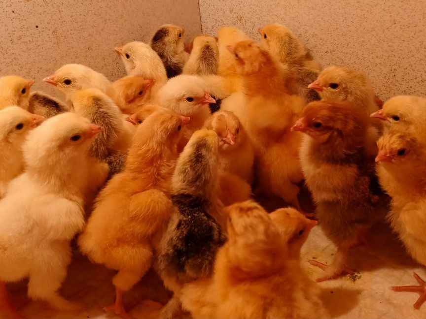 Цыплята породы Орпингтон и Брама