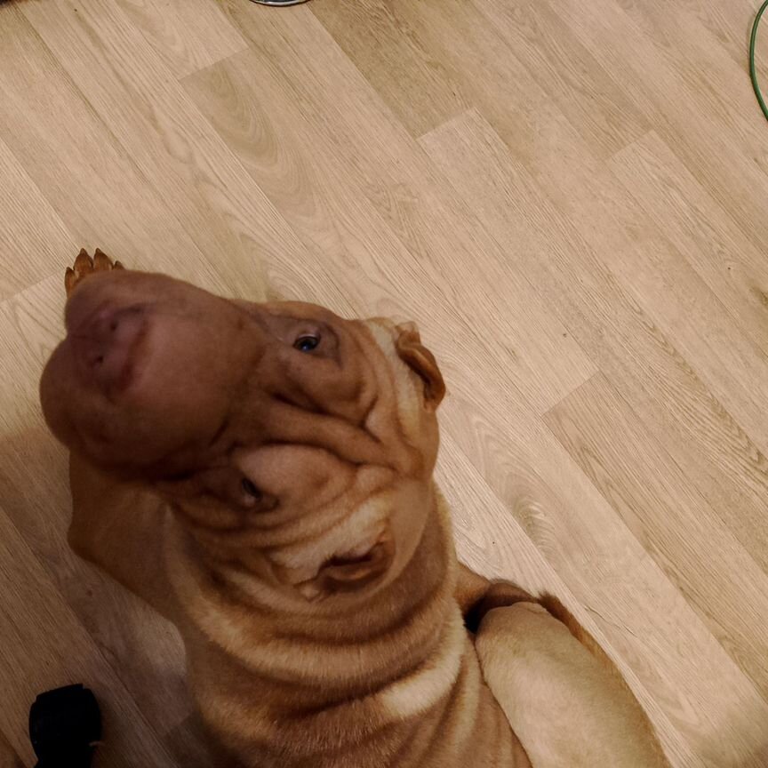 Отдам кабеля шарпея в добрые руки