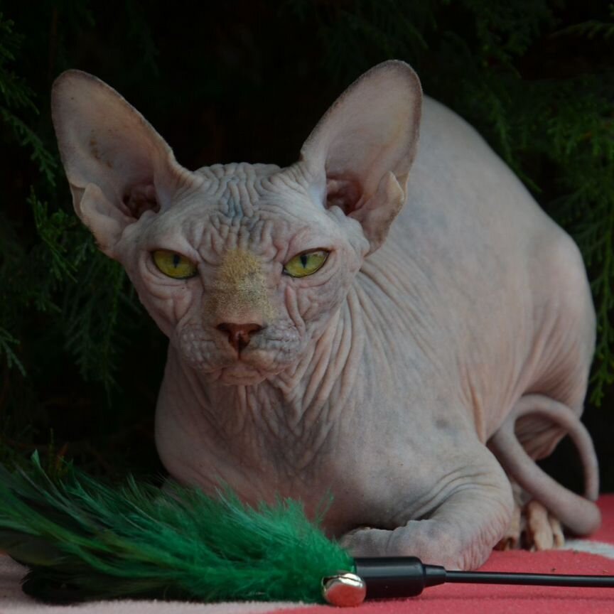 Канадский сфинкс