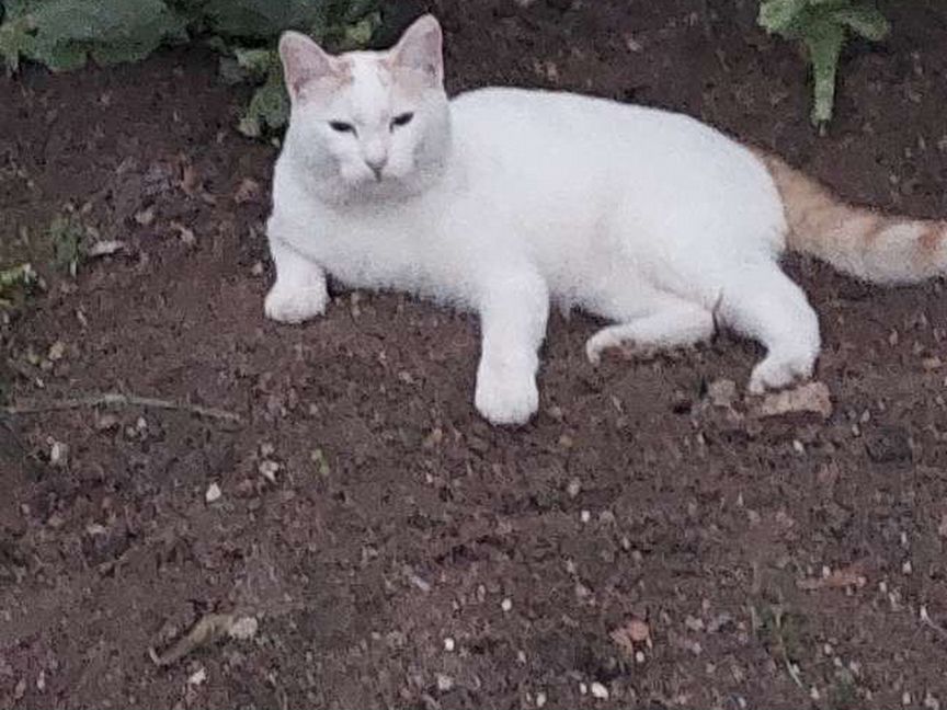 Молодой кот бесплатно