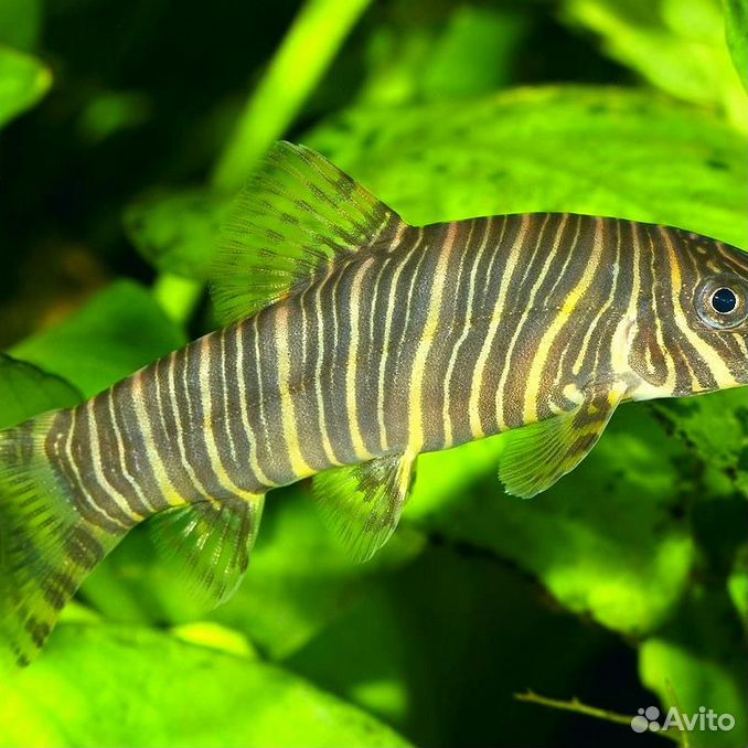 Отдадим рыбку боцию в добрые руки