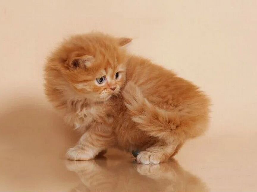 Золотая пампушечка Шотландская